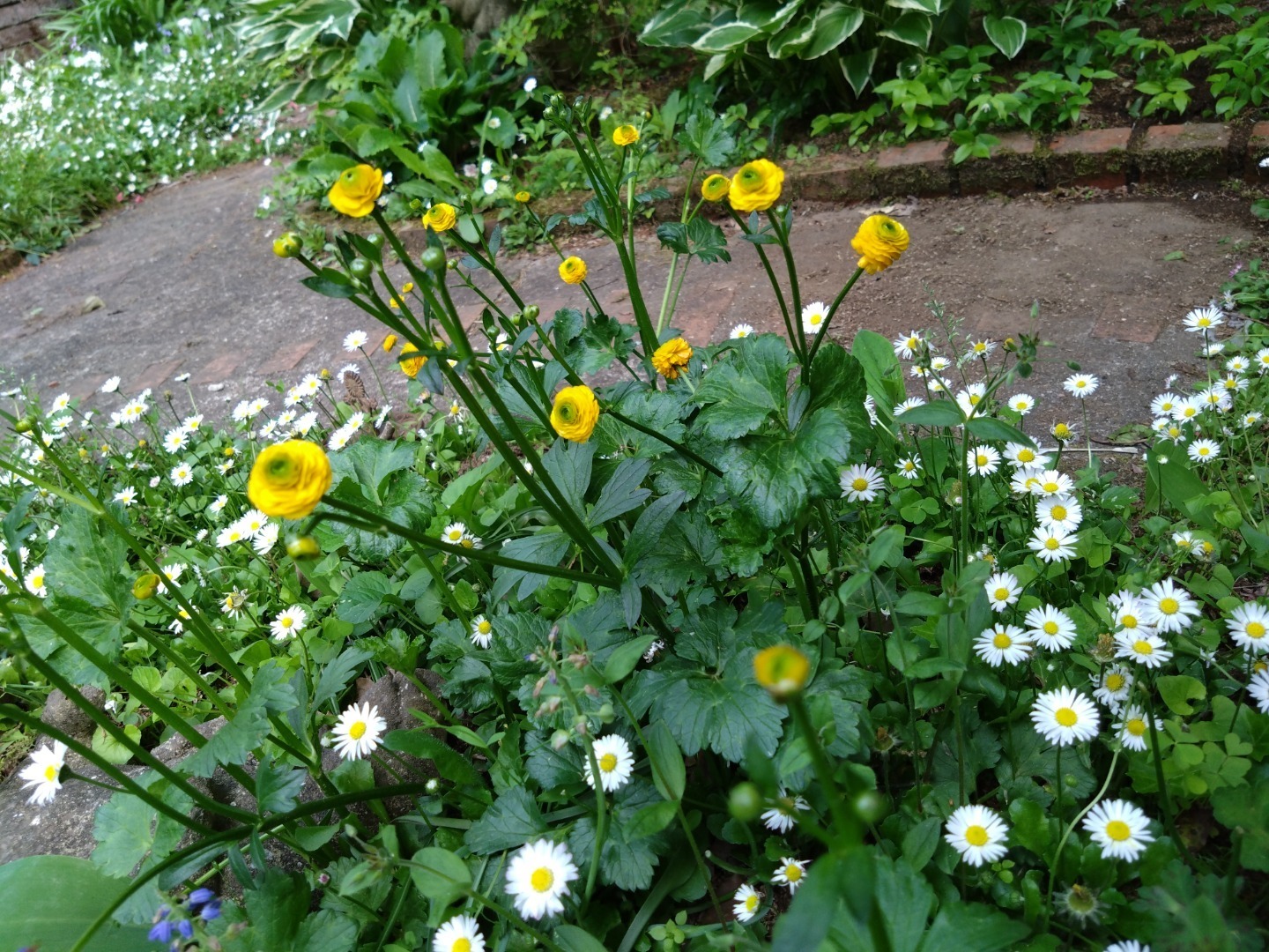 頑張り過ぎているガーデニングの続き: 那須マミーの花日記