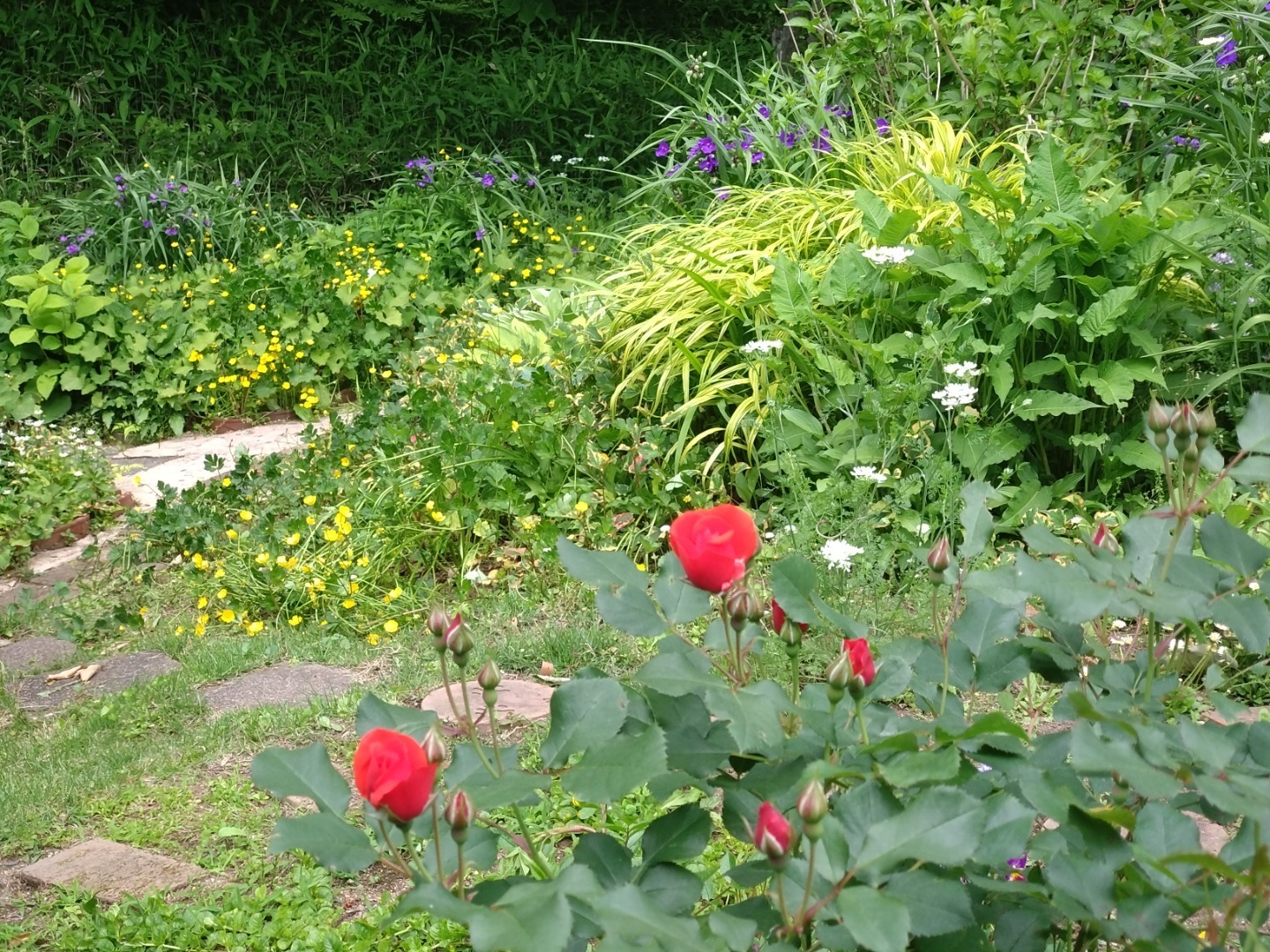 オープンガーデン シャクヤク バラ 山野草: 那須マミーの花日記
