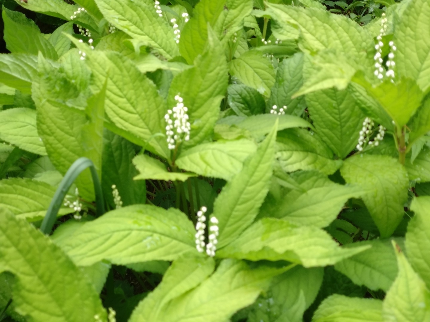 オープンガーデン シャクヤク バラ 山野草: 那須マミーの花日記