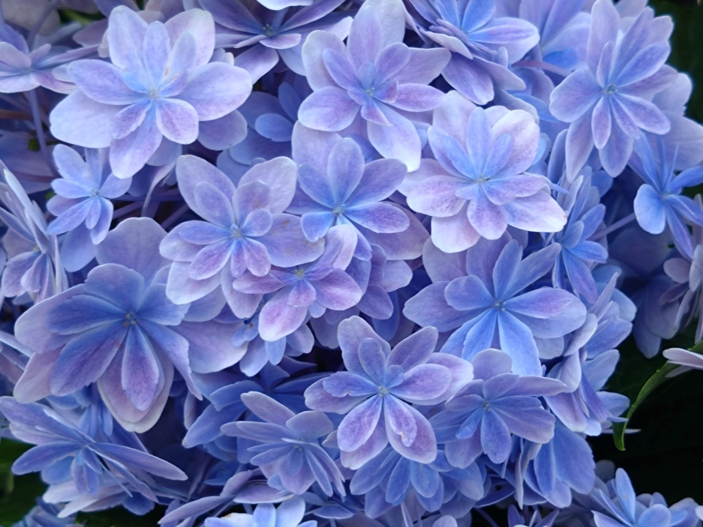 アジサイ: 那須マミーの花日記