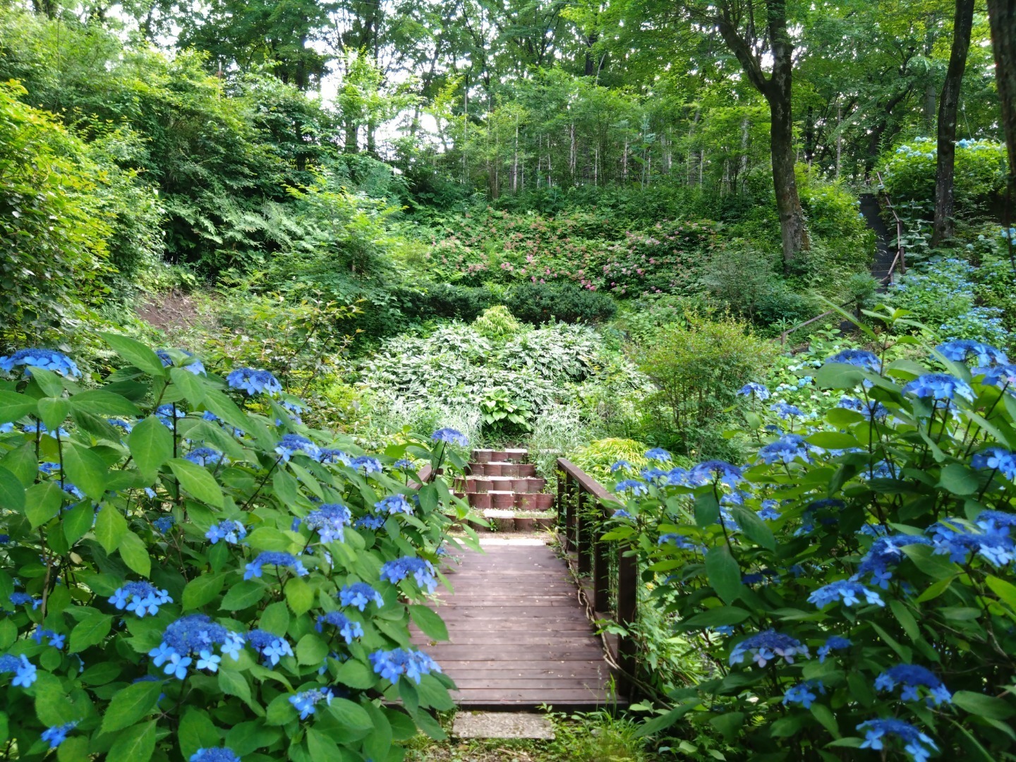 アジサイ: 那須マミーの花日記