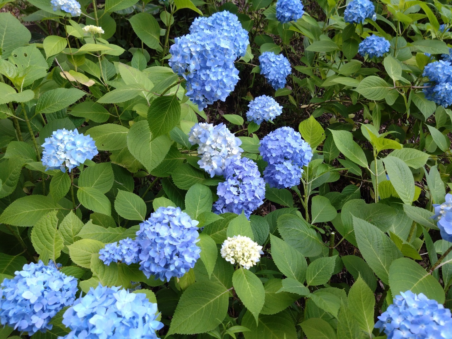 アジサイ 那須マミーの庭: 那須マミーの花日記