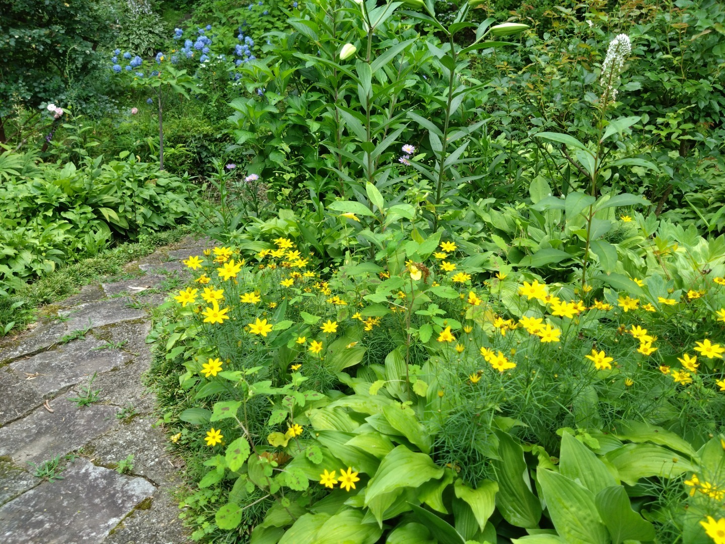 花日記 シニアのガーデニング: 那須マミーの花日記